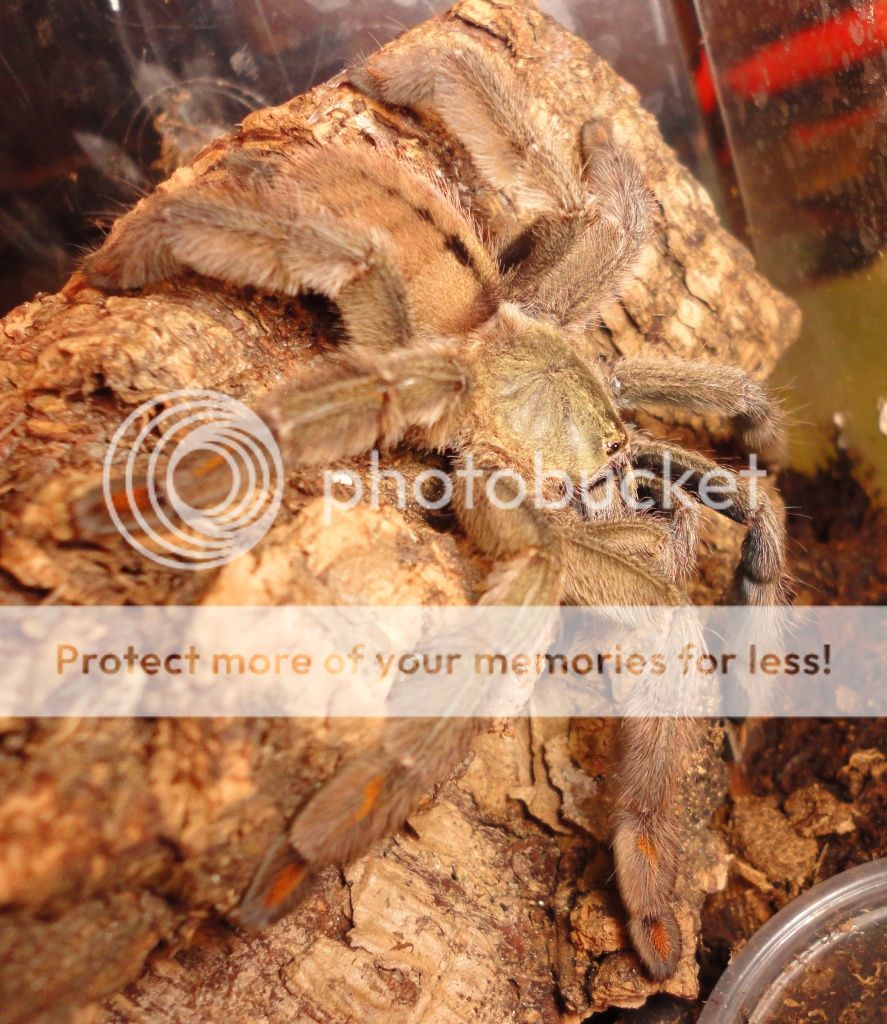 Spiders on Parade! | Page 6 | Arachnoboards